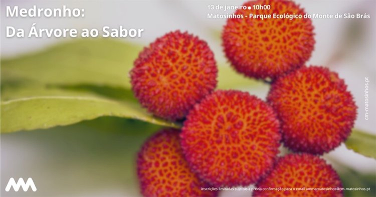 Medronho: da Árvore ao Sabor - Eventos no Porto